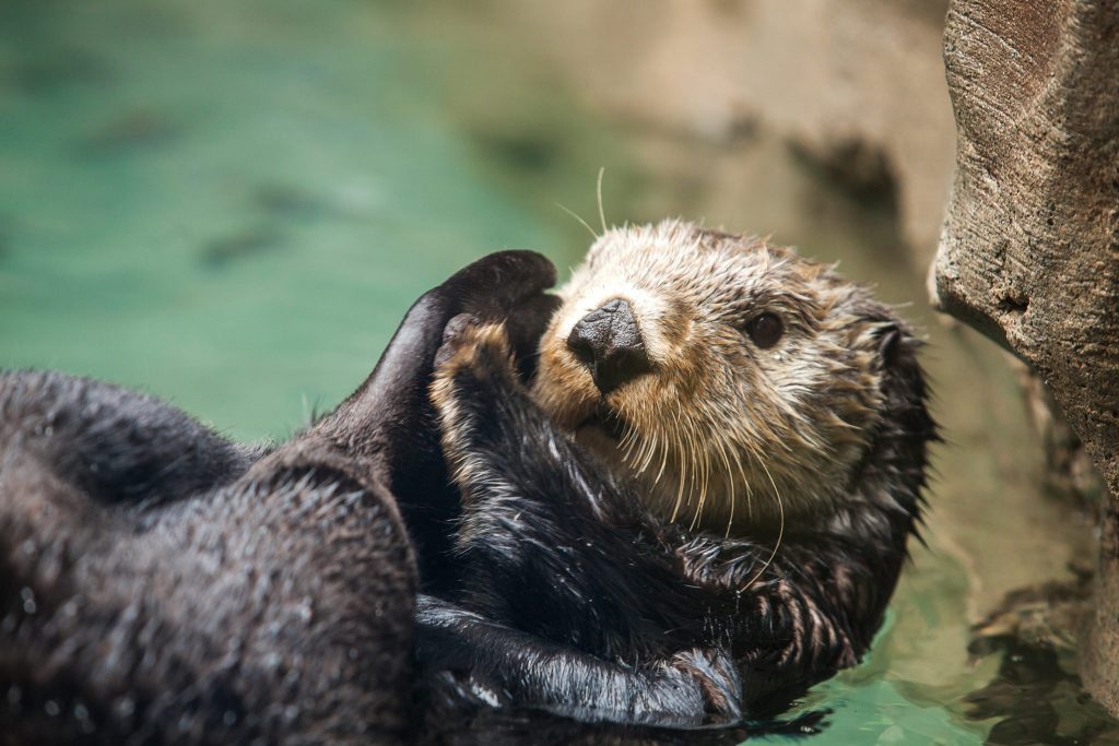 List of Zoos and Aquariums in Washington – Love, Tabitha