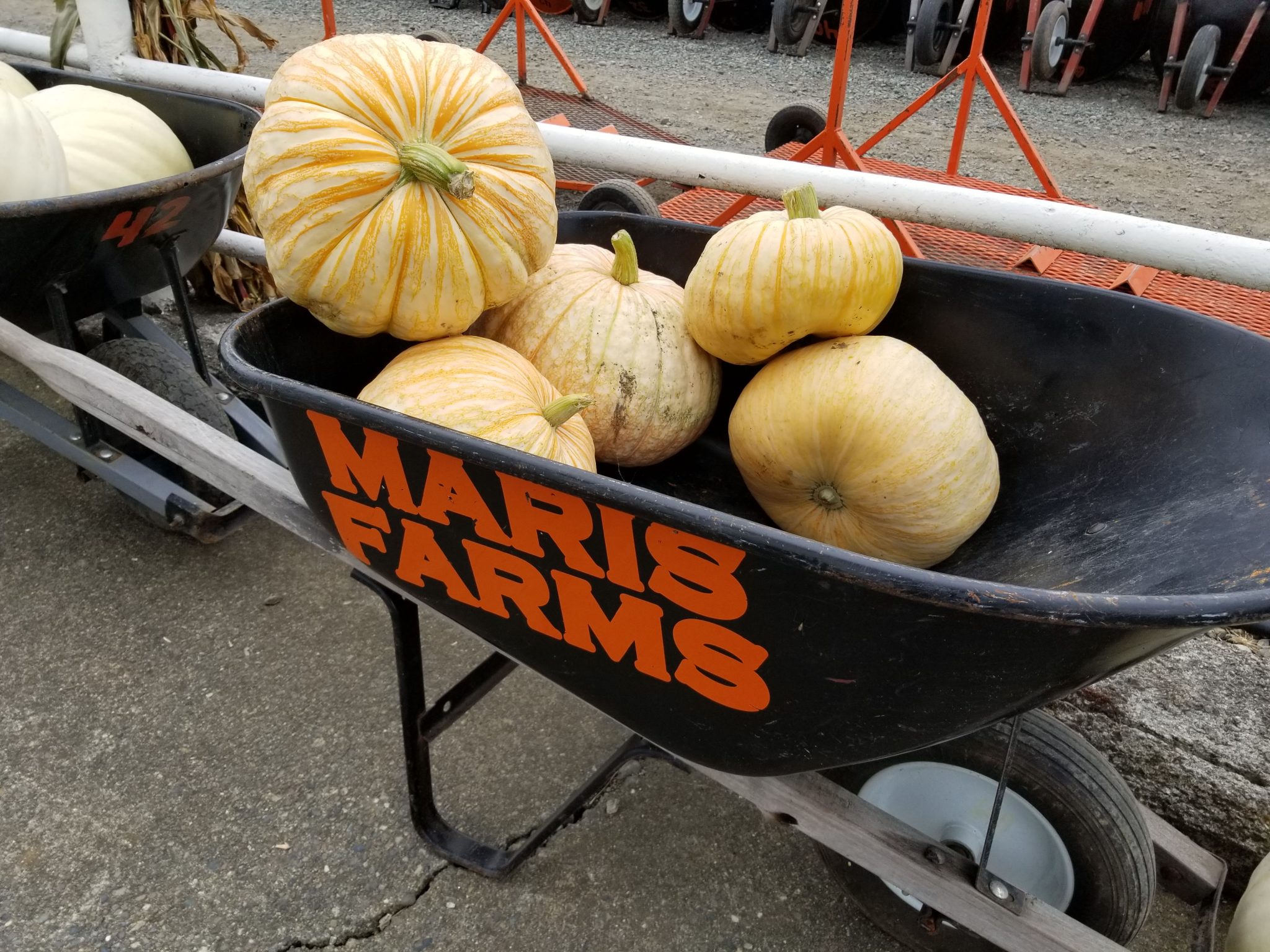 Visit Maris Farms in Buckley for all your fall fun! – Love, Tabitha