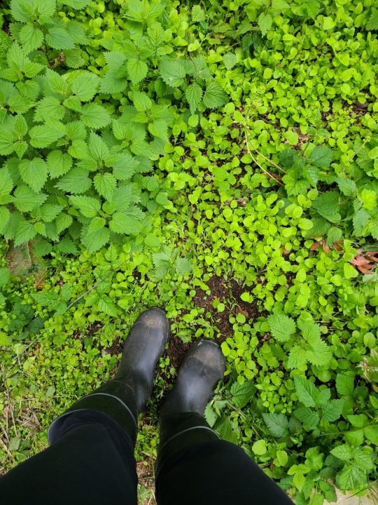 Stinging Nettle on the Homestead: Uses, Benefits & Harvesting Tips ...