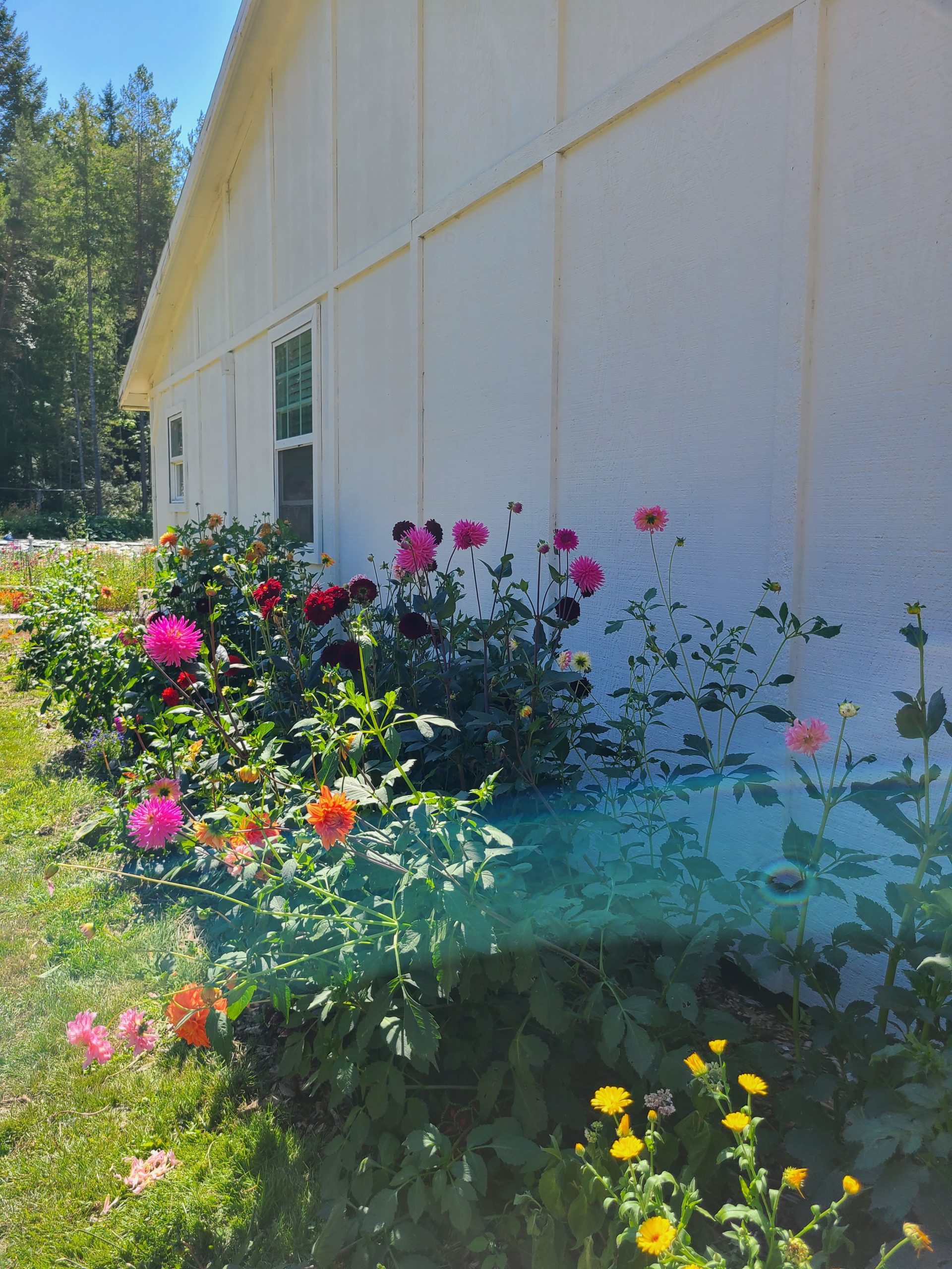 Visiting Kitsap County Farms - Kitsap Farm Tour – Love, Tabitha