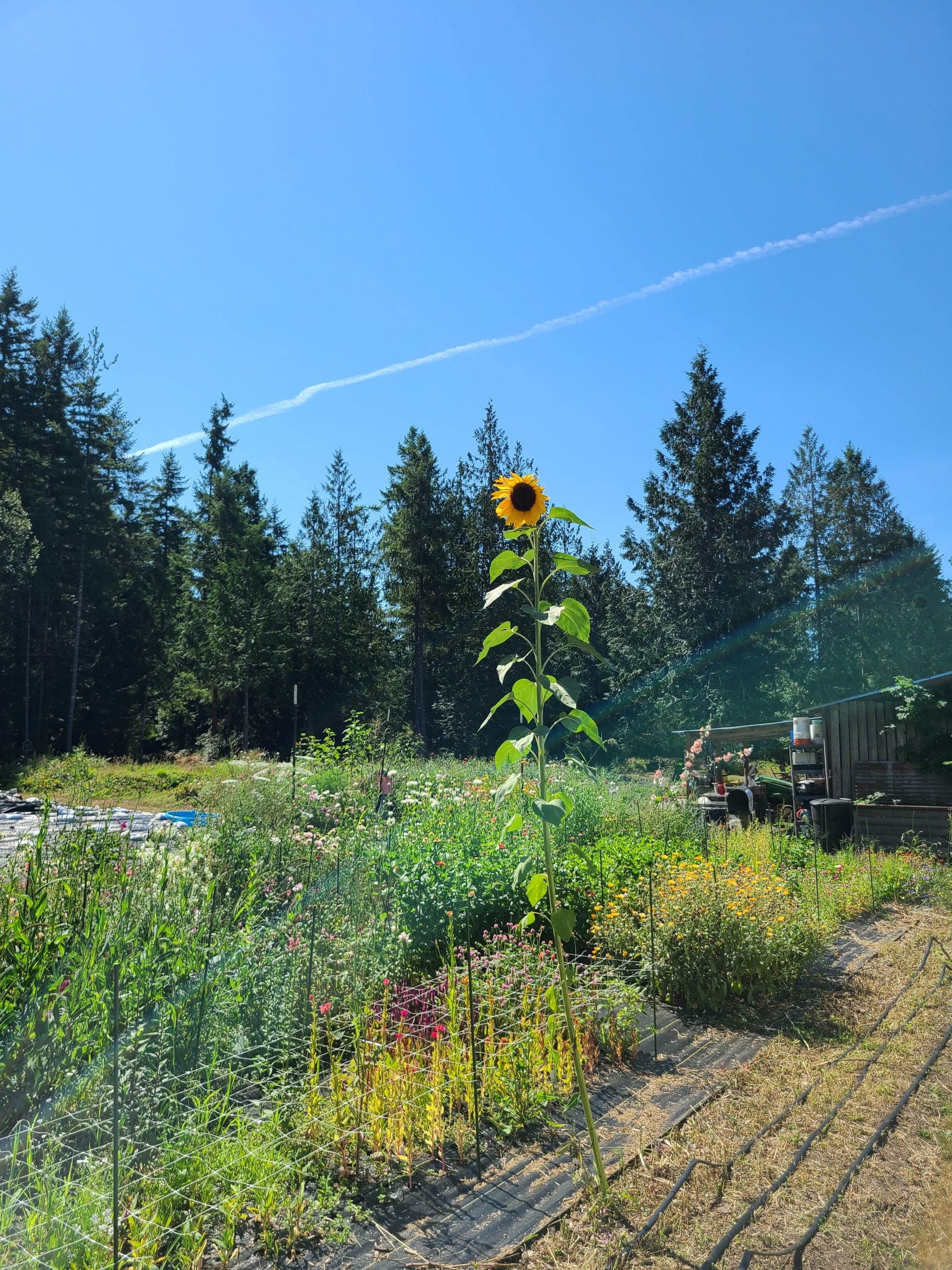 Visiting Kitsap County Farms - Kitsap Farm Tour – Love, Tabitha