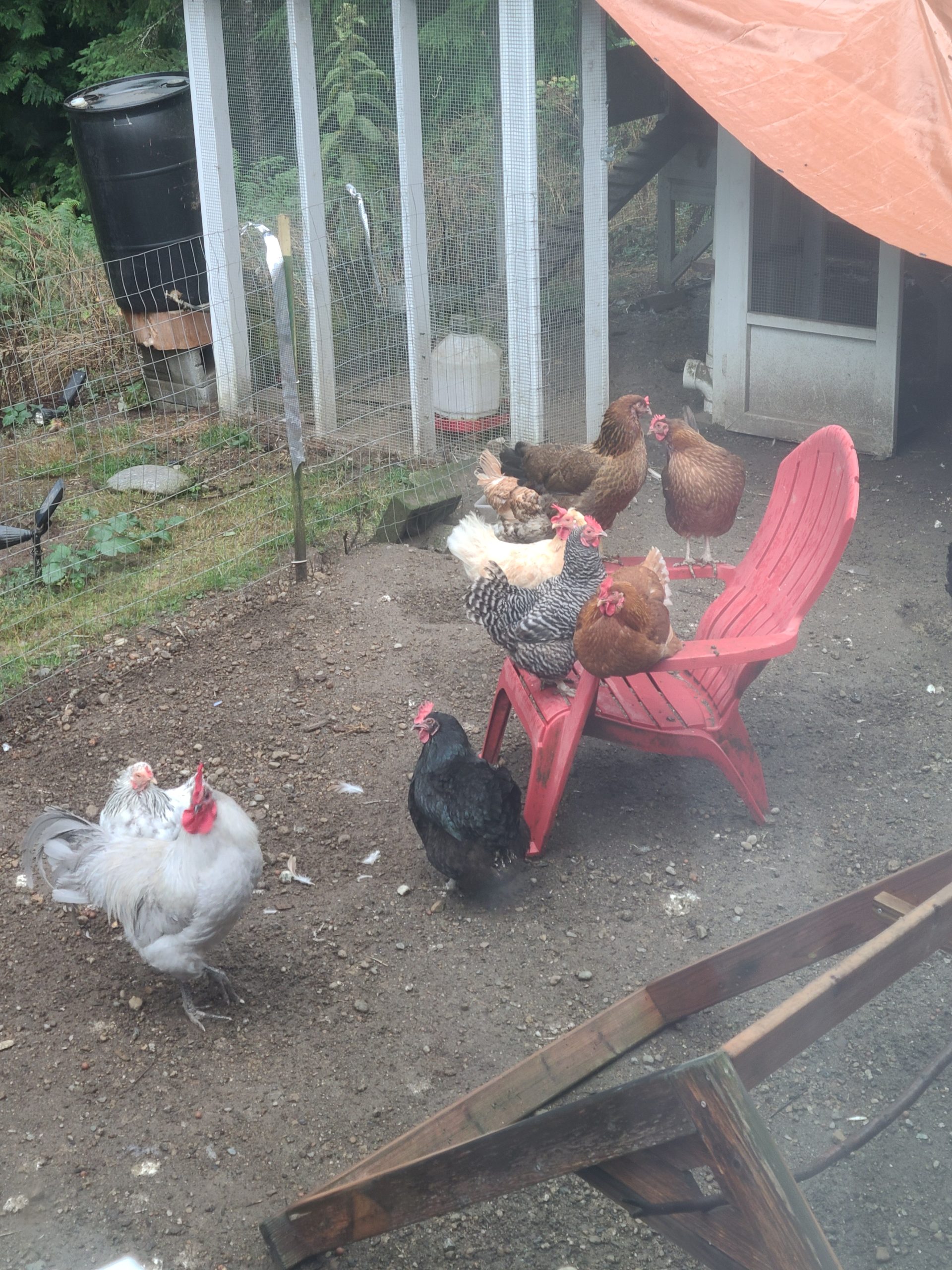 September 2023 On The Homestead – Love, Tabitha