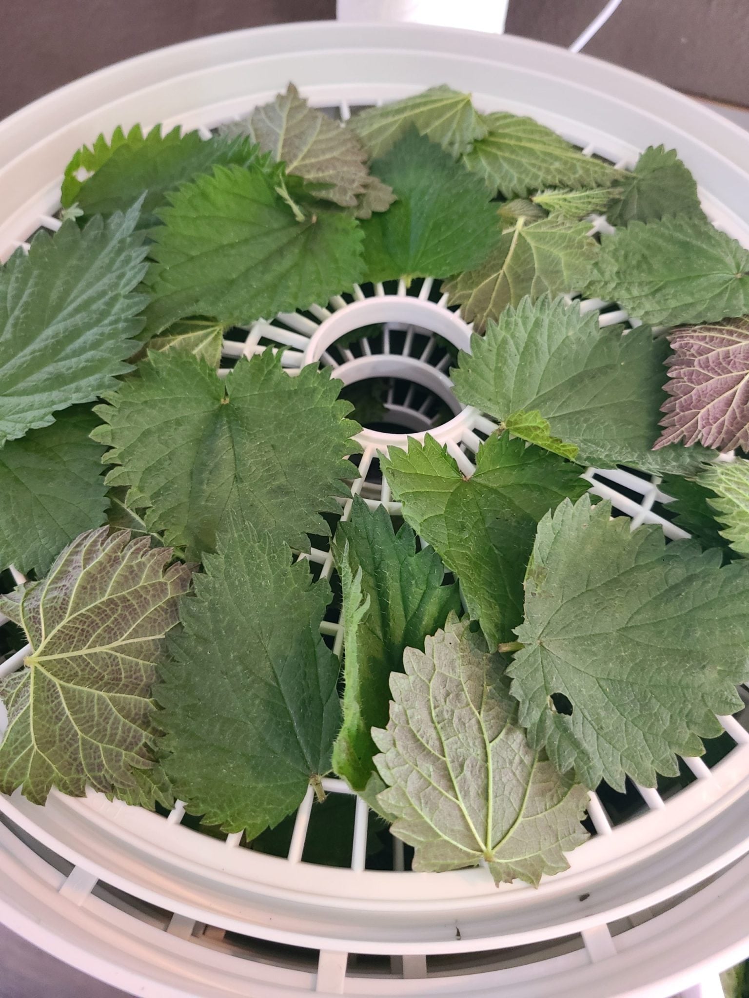 Stinging Nettle on the Homestead: Uses, Benefits & Harvesting Tips ...