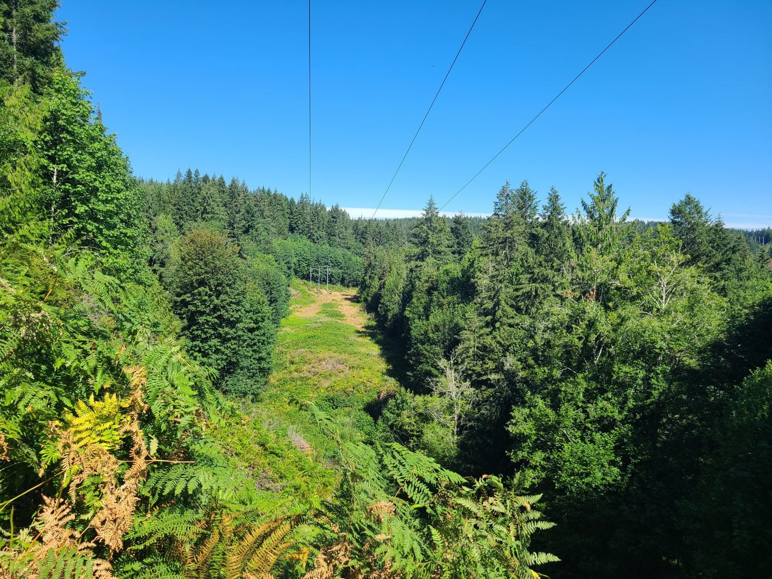 Dickerson Creek Falls Hike in Bremerton: A Complete Guide – Love, Tabitha