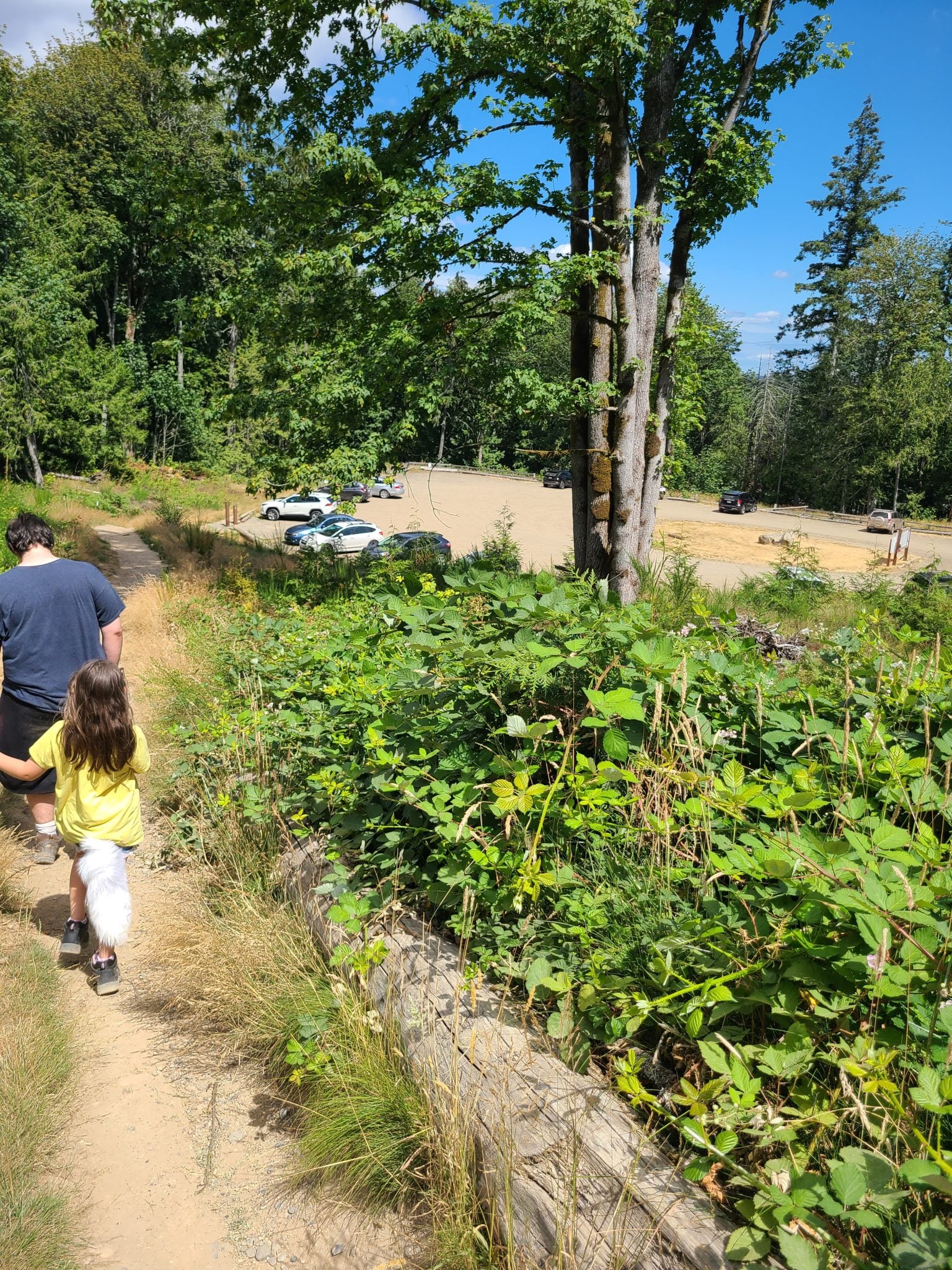 Dickerson Creek Falls Hike in Bremerton: A Complete Guide – Love, Tabitha