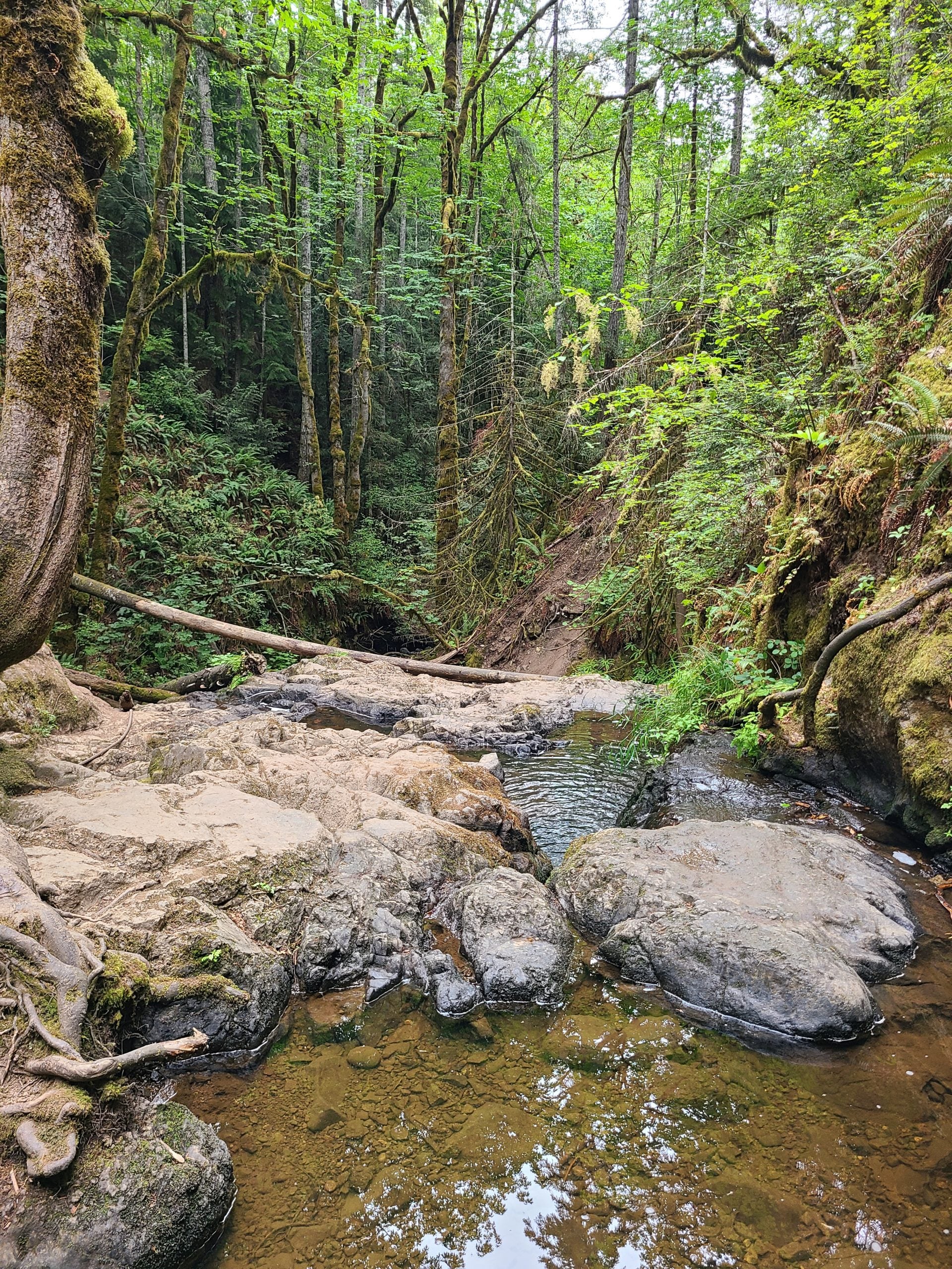 Dickerson Creek Falls Hike in Bremerton: A Complete Guide – Love, Tabitha