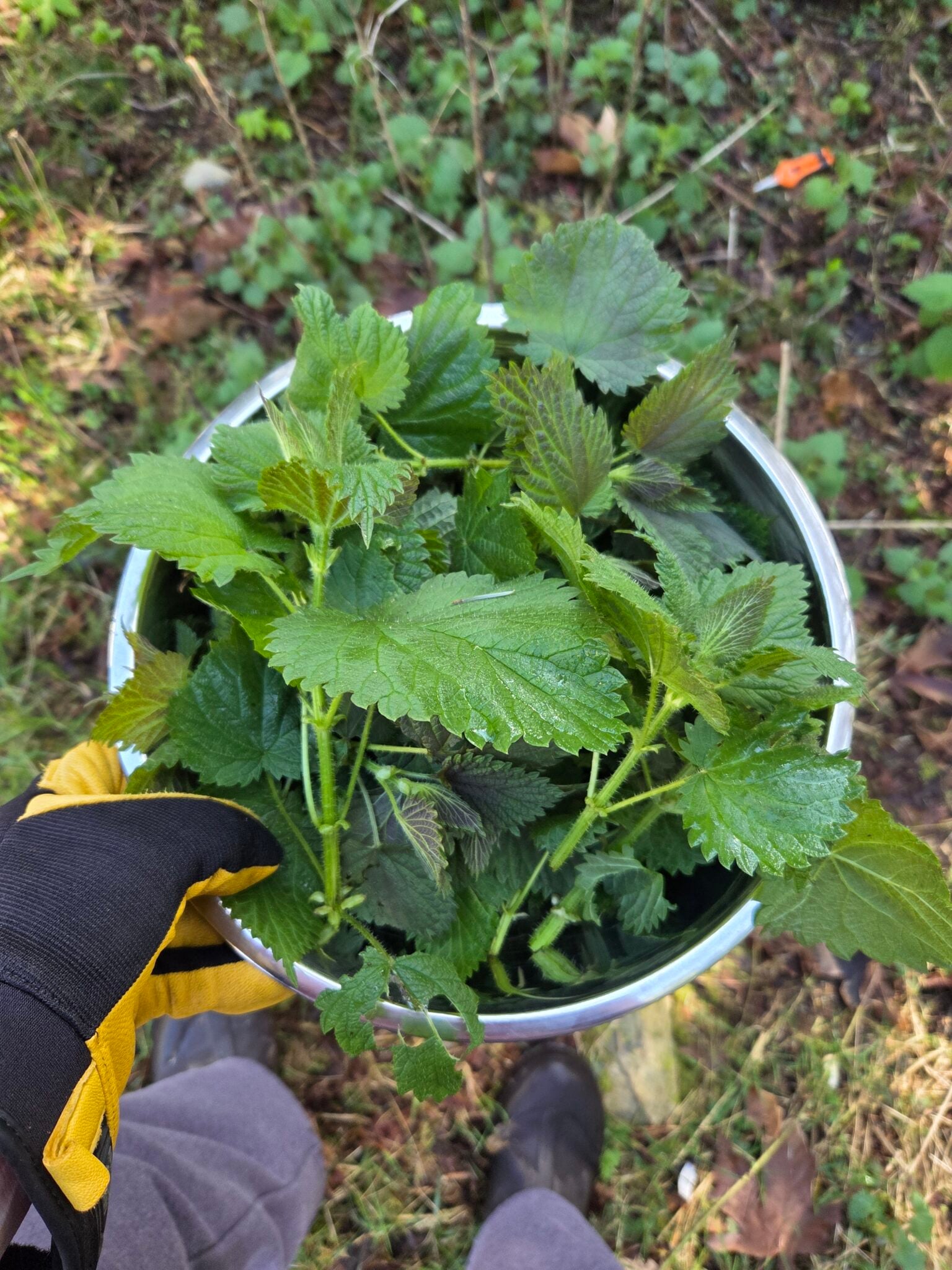 Stinging Nettle on the Homestead: Uses, Benefits & Harvesting Tips ...